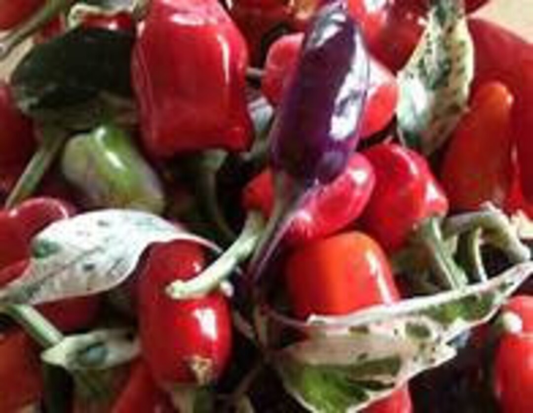 Tricolor Variegate Ornamental Pepper Seeds - Etsy