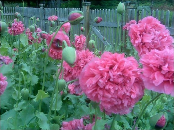 Beautiful Double Peony Poppy Mix Seeds big Pom-pom Bloom | Etsy