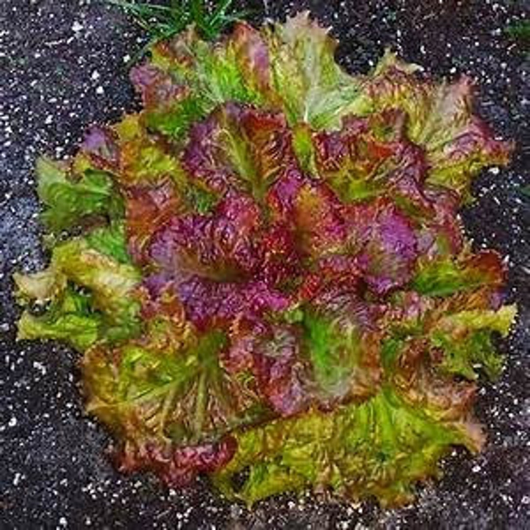 Prizehead Leaf Lettuce Seeds - Etsy