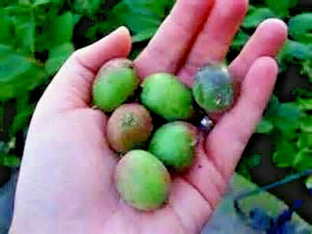 Anna Kiwi Seeds No Fuzz Kiwi -super Sweet Mini's - Etsy