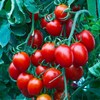 Grand Bell Mix Pepper Seeds - Etsy