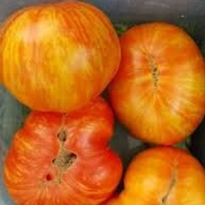 Solar Flare Tomato Seeds - Etsy