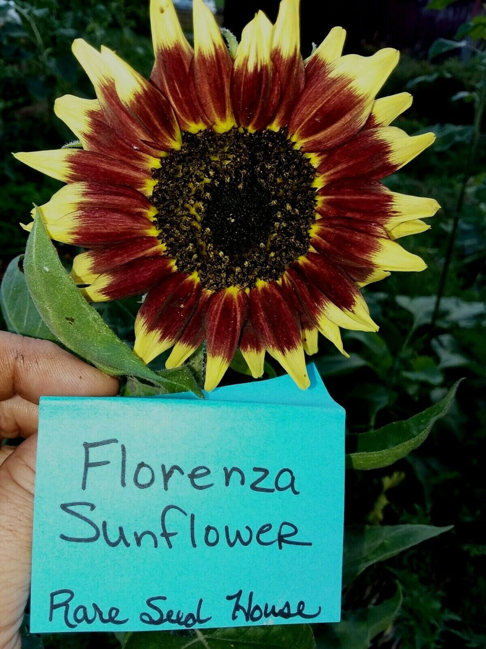 Florenza Sunflower Seeds | Etsy
