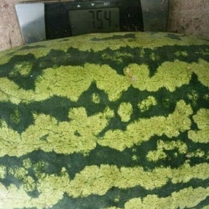 75 Pound Carolina Cross Watermelon Seeds! Massive Prize Winning Melons ...