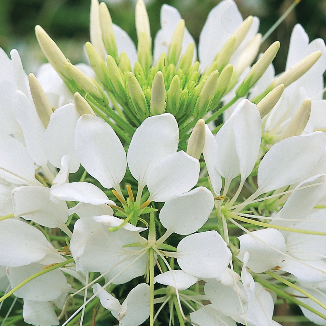 White Queen Cleome Seeds- (spider Flower) 30 Seeds - Etsy