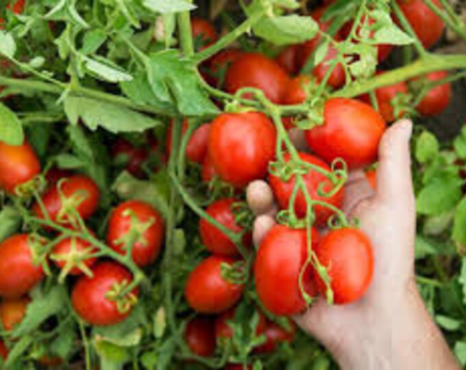 Baby Roma Tomato Seeds - Etsy