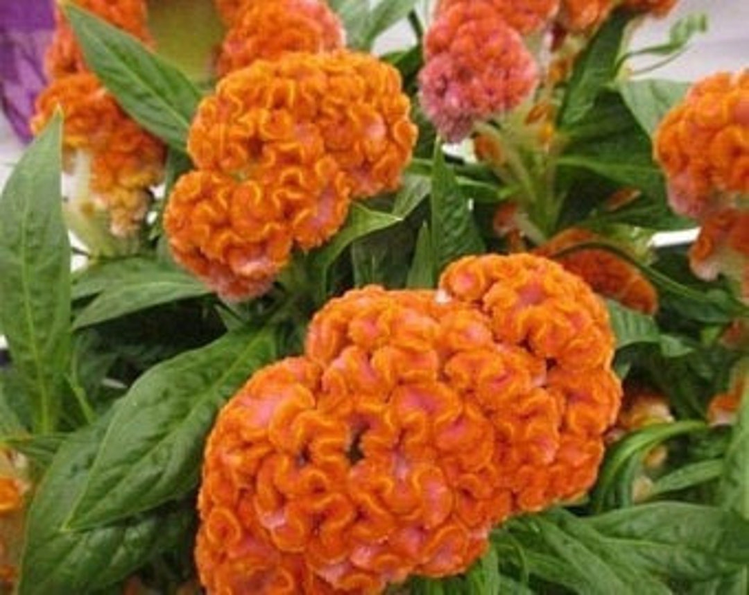 Dark Orange Brain Celosia Seeds - Etsy