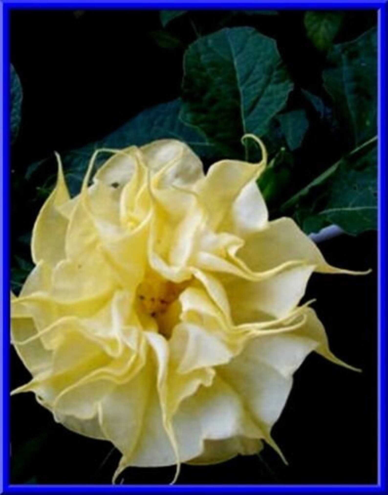 Double White W/ Yellow Edge Devil Trumpet - Etsy