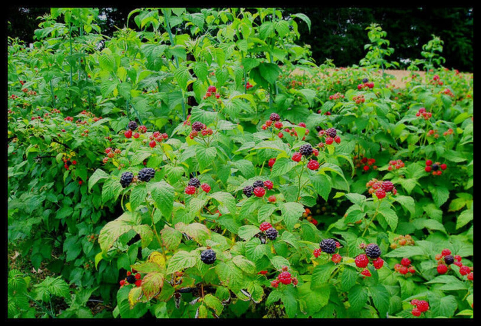 Black Raspberry Bush Seeds Sweet Delicious Fruit - Etsy