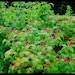 Black Raspberry Bush Seeds! Sweet Delicious Fruit! - Etsy