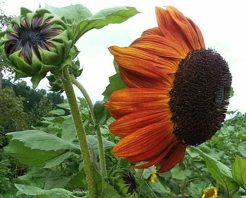 Indian Blanket Sunflower Seeds - Etsy