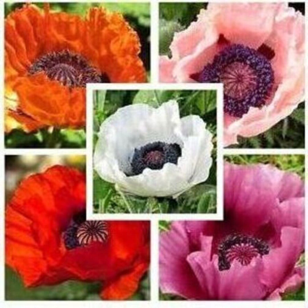 Oriental Poppy Mix - Etsy