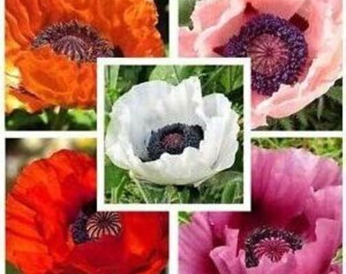 Oriental Poppy Mix - Etsy