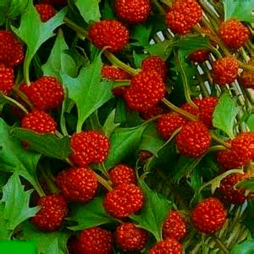 Strawberry Spinach Sticks Seeds - Etsy