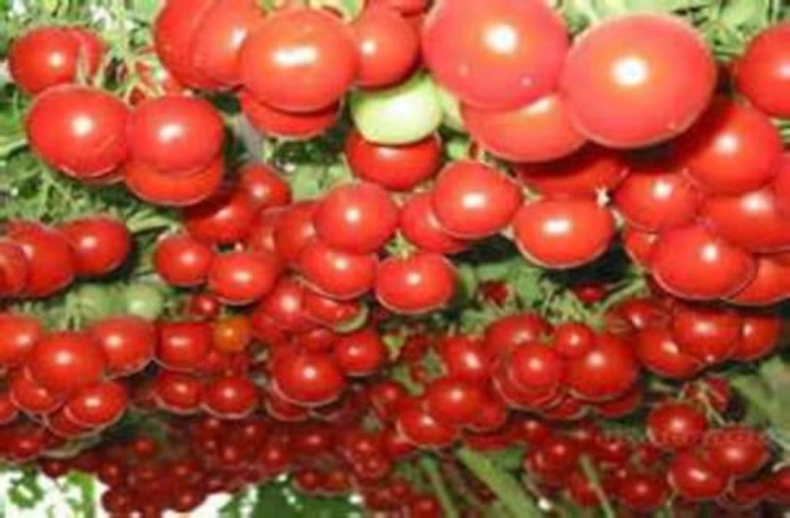 Italian Tree Tomato Seed grows Like A Tree - Etsy