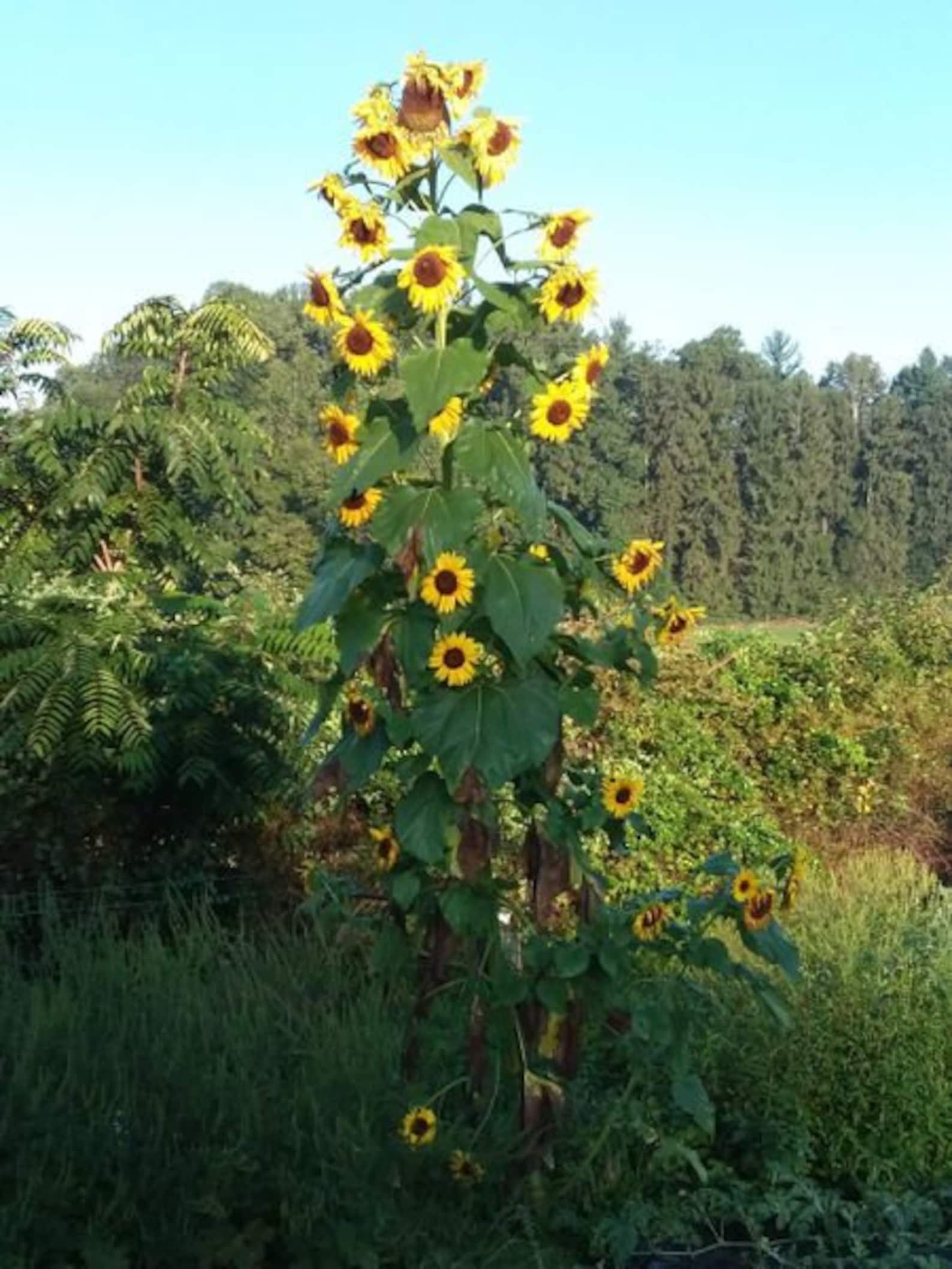 Sunflower Tree Seeds - Grows Like a Tree! Tower of Flowers - Very Hard ...