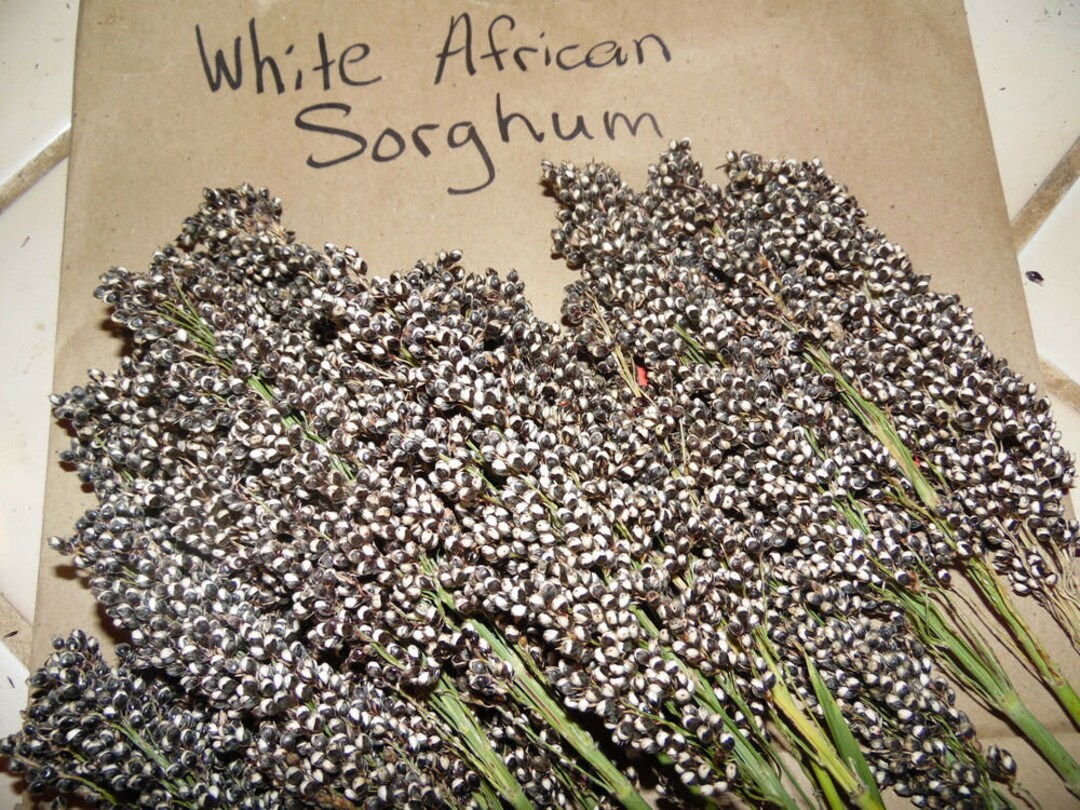 White African Sorghum Seeds - Etsy