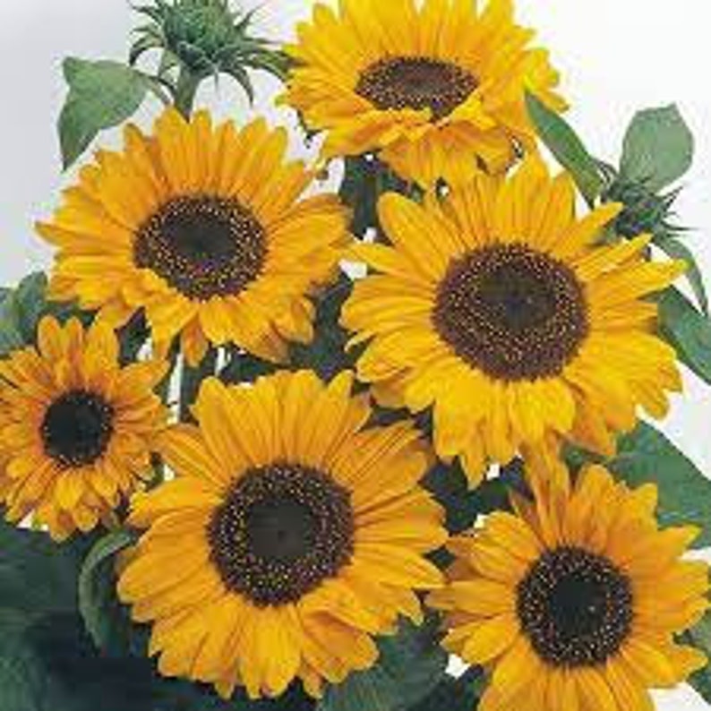 Soraya Sunflower Seeds - Etsy