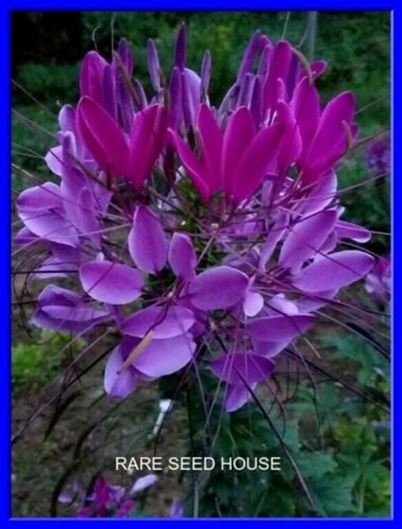 Purple Spider Flower