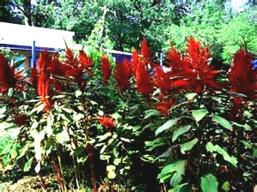 Amaranth 6 Ft Tall Red Seeds - Etsy