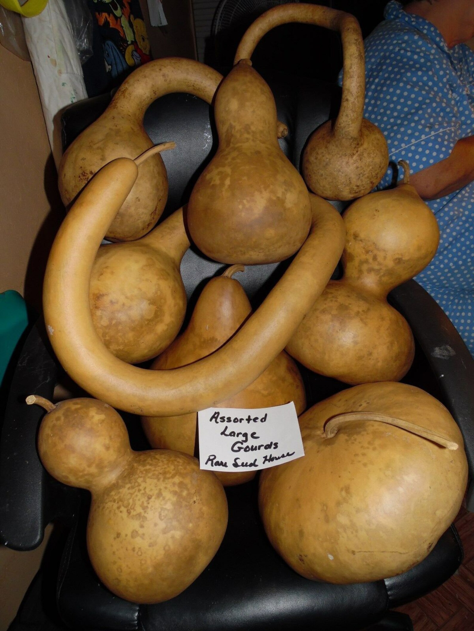 Huge Mix of Seeds From Large Gourds in Photo - Etsy