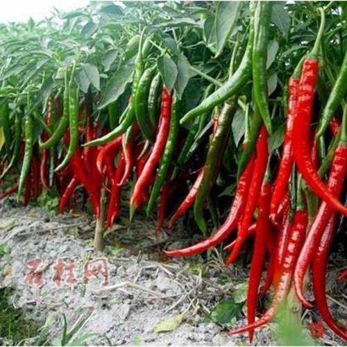 Super Chili Pepper Seeds Great for Cooking | Etsy