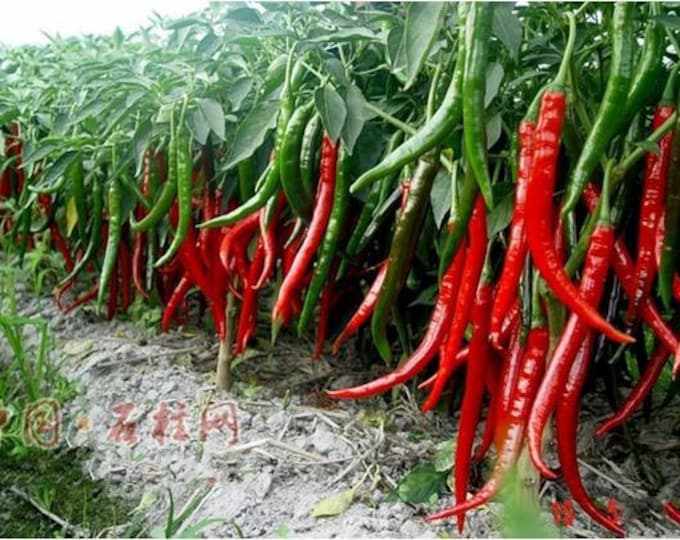 Super Chili Pepper Seeds! Great for Cooking - Etsy