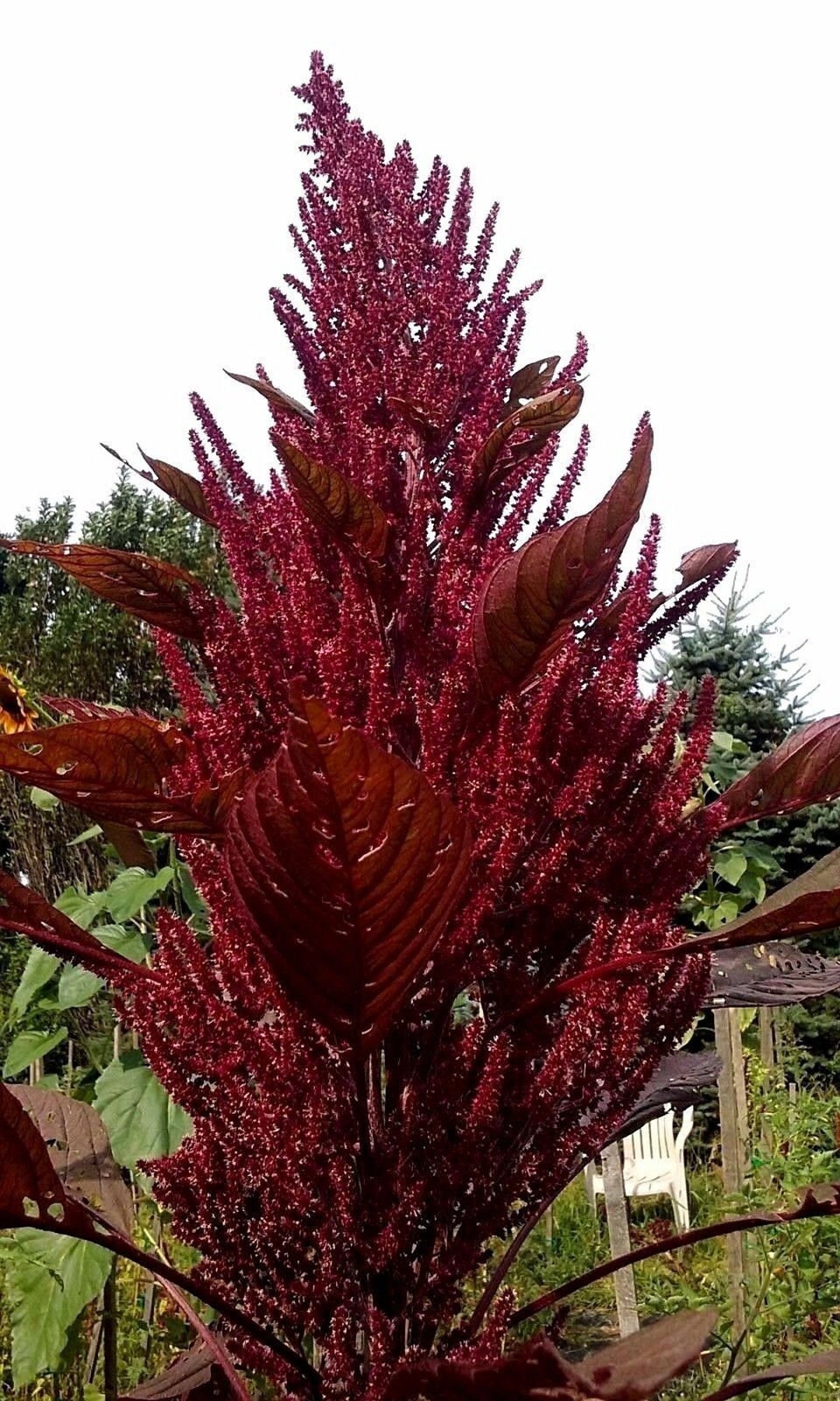 Hopi Red Dye Amaranth Seeds - Etsy