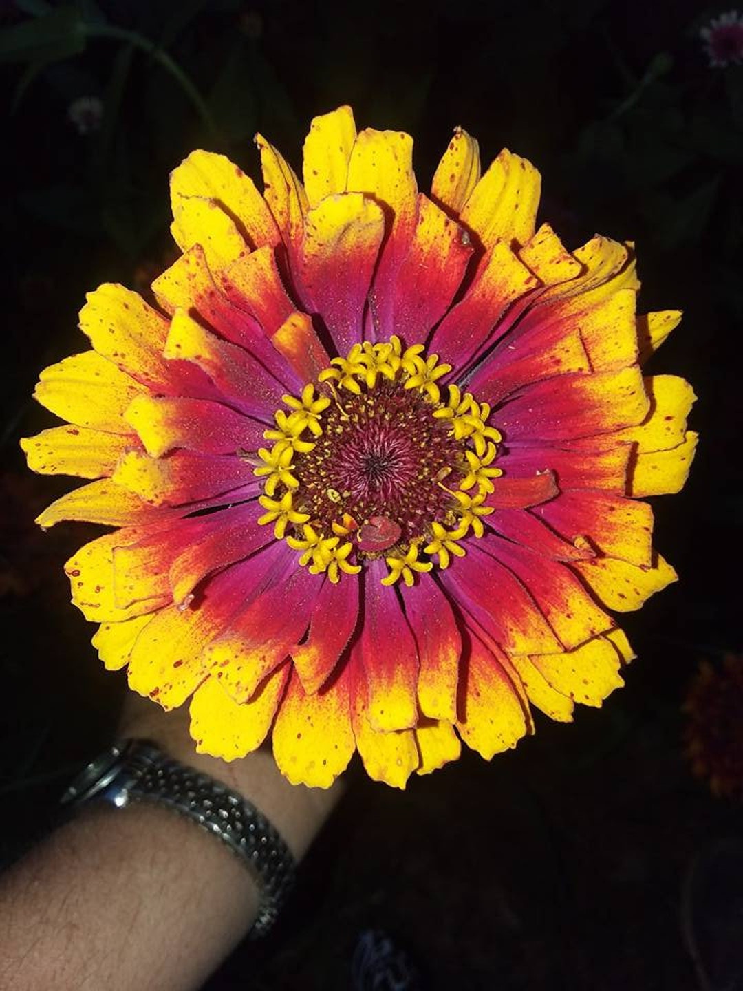 Carousel Zinnia Seeds - Etsy