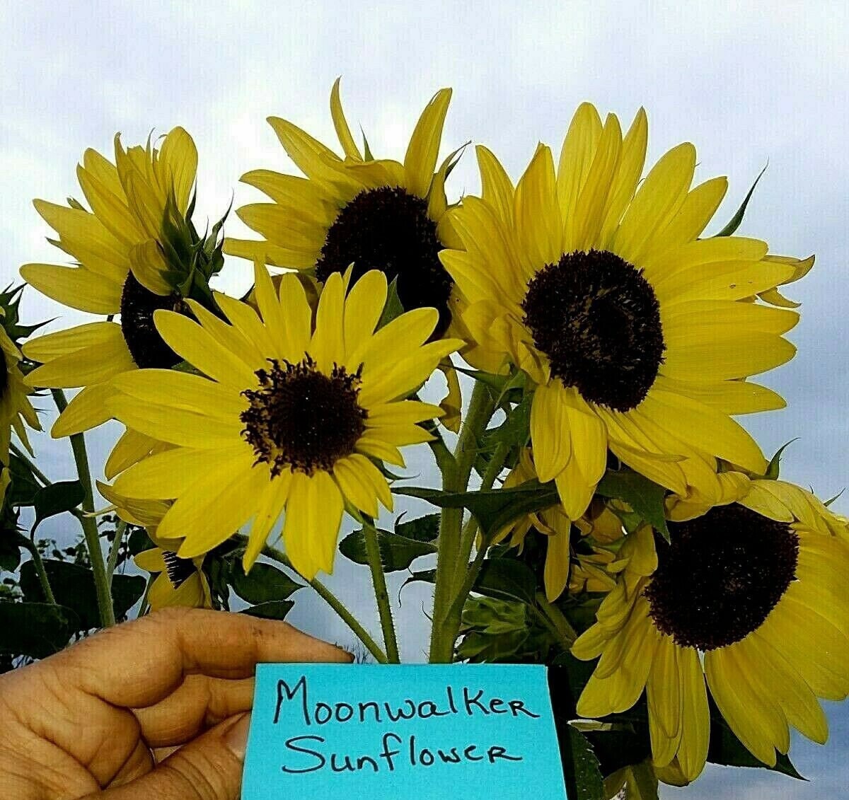 Moonwalker Sunflower - Etsy