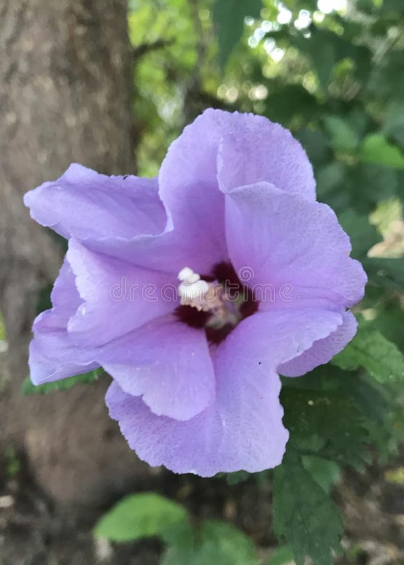 Rose of Sharron (light Purple W/ Red Center) - Etsy