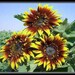 The Joker Sunflower - Etsy
