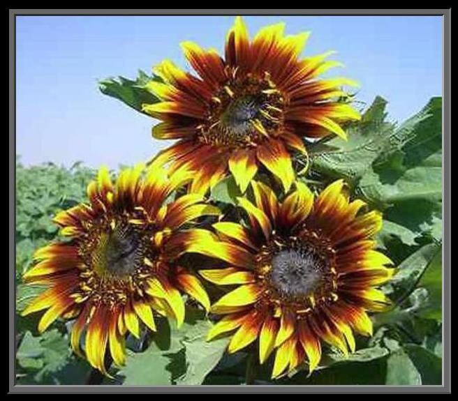 The Joker Sunflower - Etsy