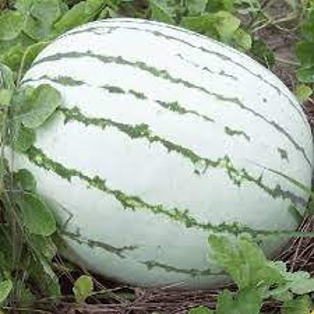Dixie Queen Watermelon Seeds - Etsy