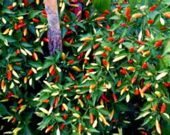 USA SELLER Chile De Arbol tree Pepper Hot Pepper 25 Seeds HEIRLOOM ...
