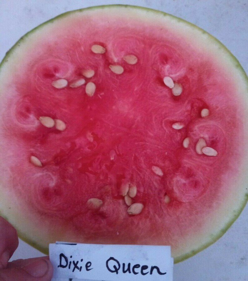 Dixie Queen Watermelon - Etsy