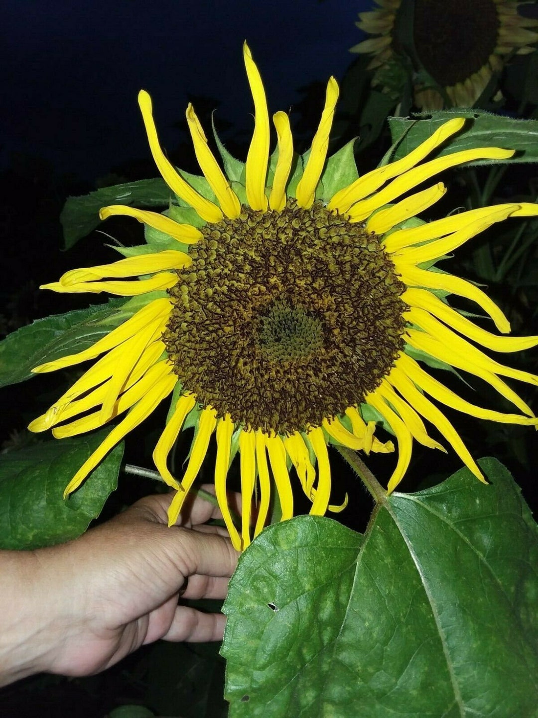 Stella Gold Sunflower Seeds - Etsy