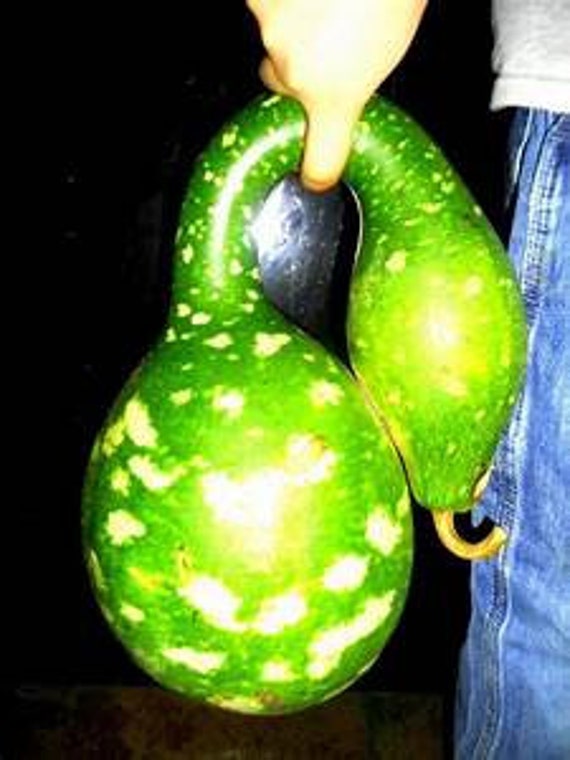 Gooseneck Gourd Seeds - Etsy