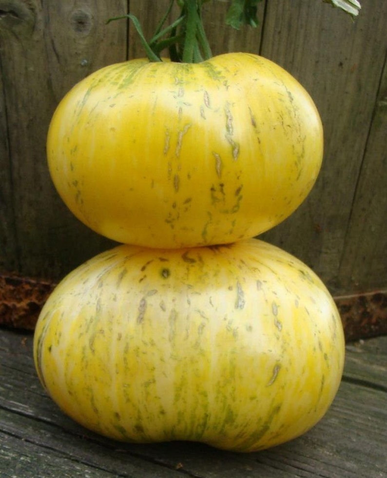 Rare Pineapple Pig Tomato Seeds - Etsy