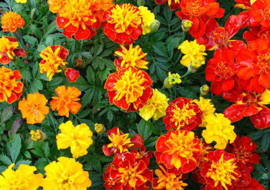 Tall Multi - Colored Marigold Seeds - Etsy