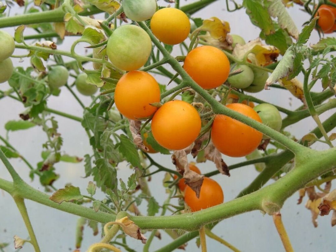 Sunshine Tomato Seeds - Etsy