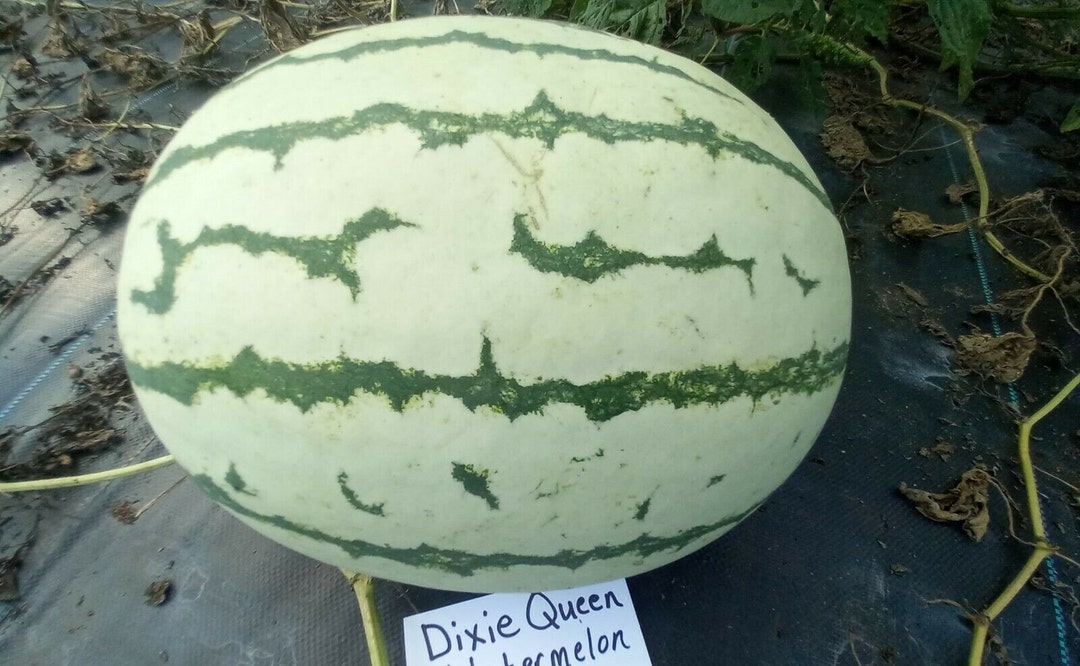 Dixie Queen Watermelon - Etsy