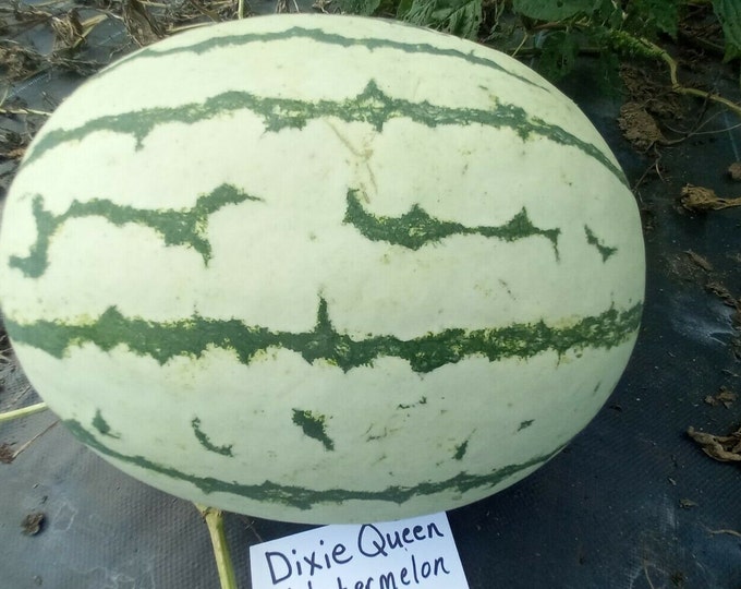 Dixie Queen Watermelon - Etsy