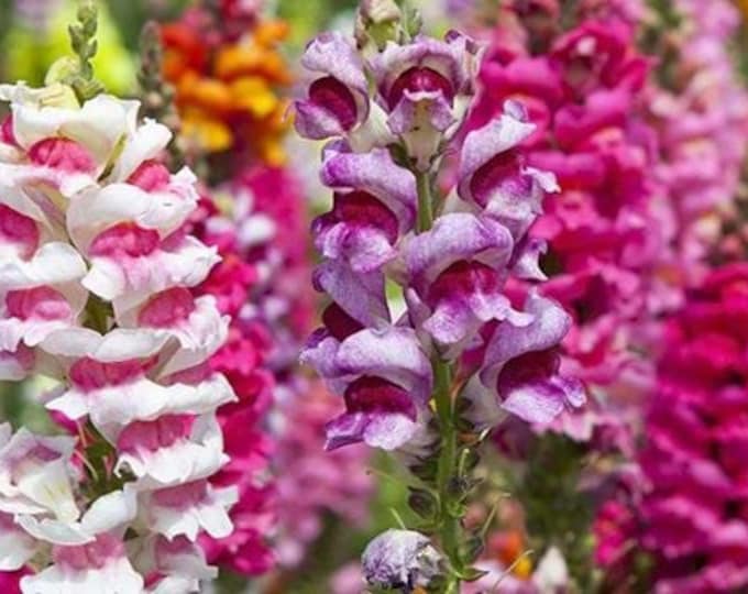 Tetra Mix Snapdragon Seeds - Etsy
