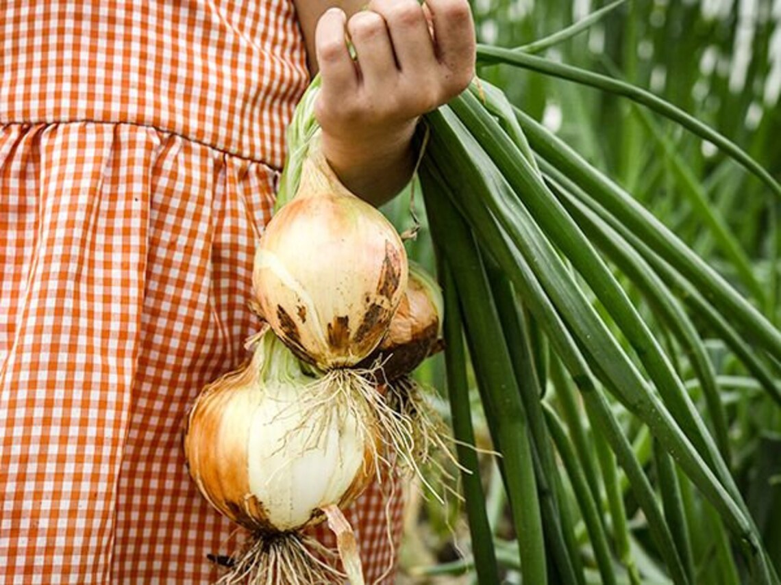 Texas Early Grano Onion Seeds - Etsy