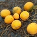 Royal Golden Watermelon (melon Turns Bright Yellow When Ready to Pick ...