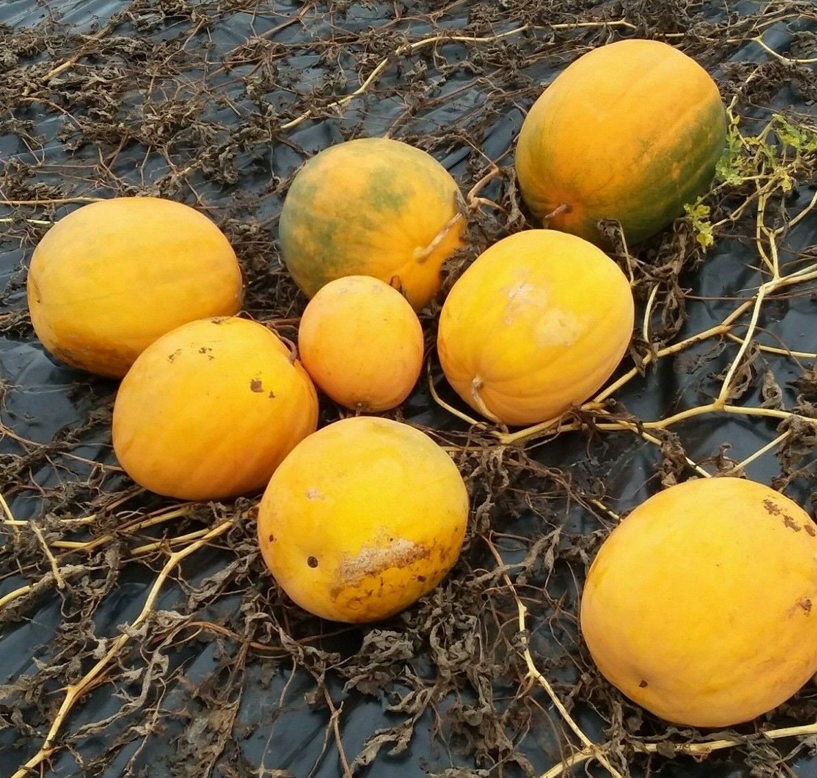 Royal Golden Watermelon (melon Turns Bright Yellow When Ready to Pick ...