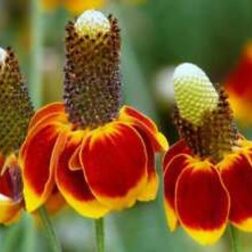 100 Mexican Hat Ratibida Flower Seeds Non-gmo - Etsy