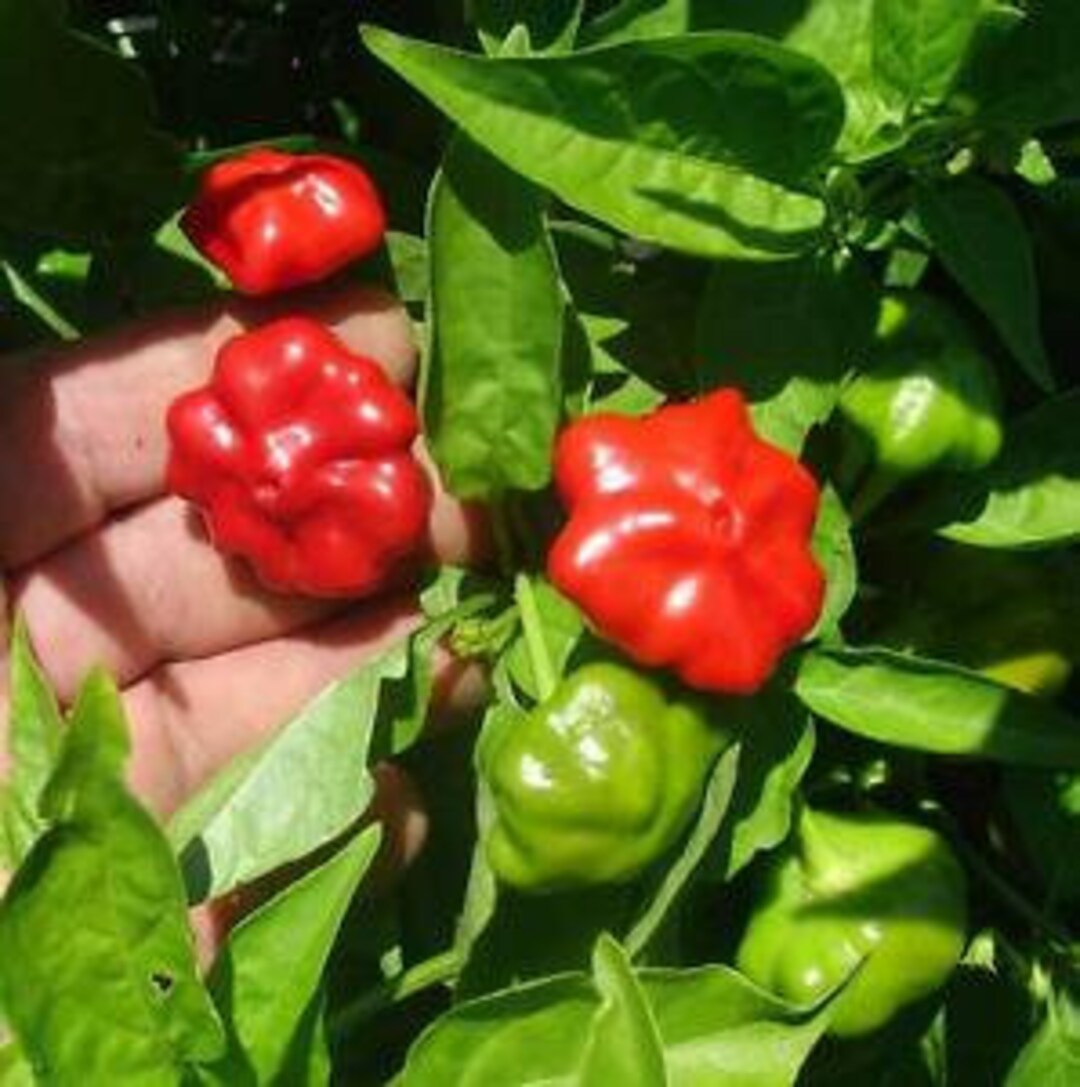 Brazilian Starfish Pepper - Etsy