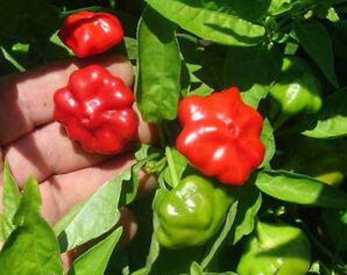 Brazilian Starfish Pepper | Etsy